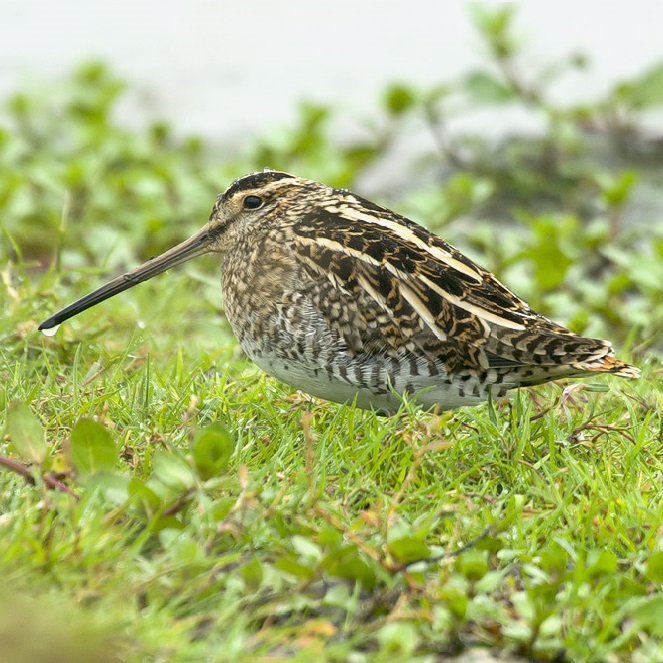 RP+P_snipe-00453 | Shropshire Ornithological Society