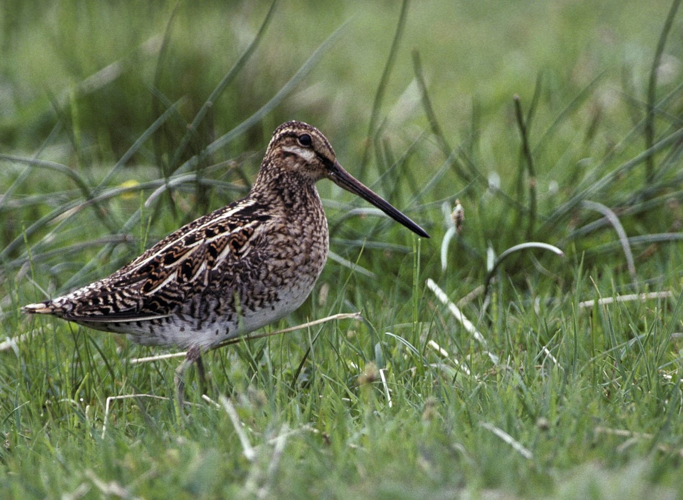 Shropshire Breeding Snipe Survey | Shropshire Ornithological Society